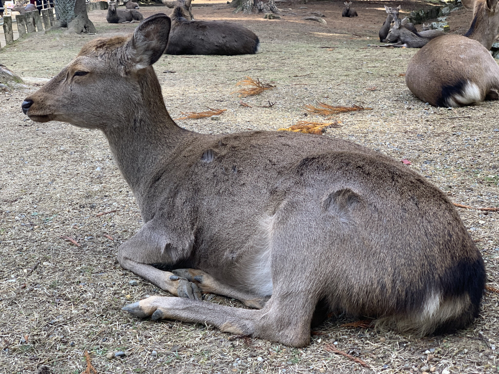 いまだから再評価できる！？名機”iPhone XS”をレビューしてみた！！ - りんご通信