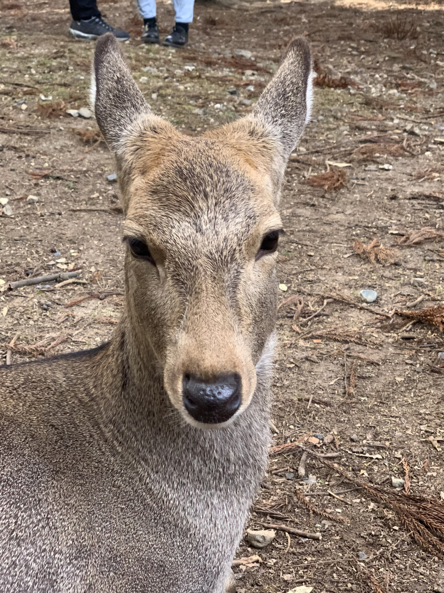いまだから再評価できる！？名機”iPhone XS”をレビューしてみた！！ - りんご通信