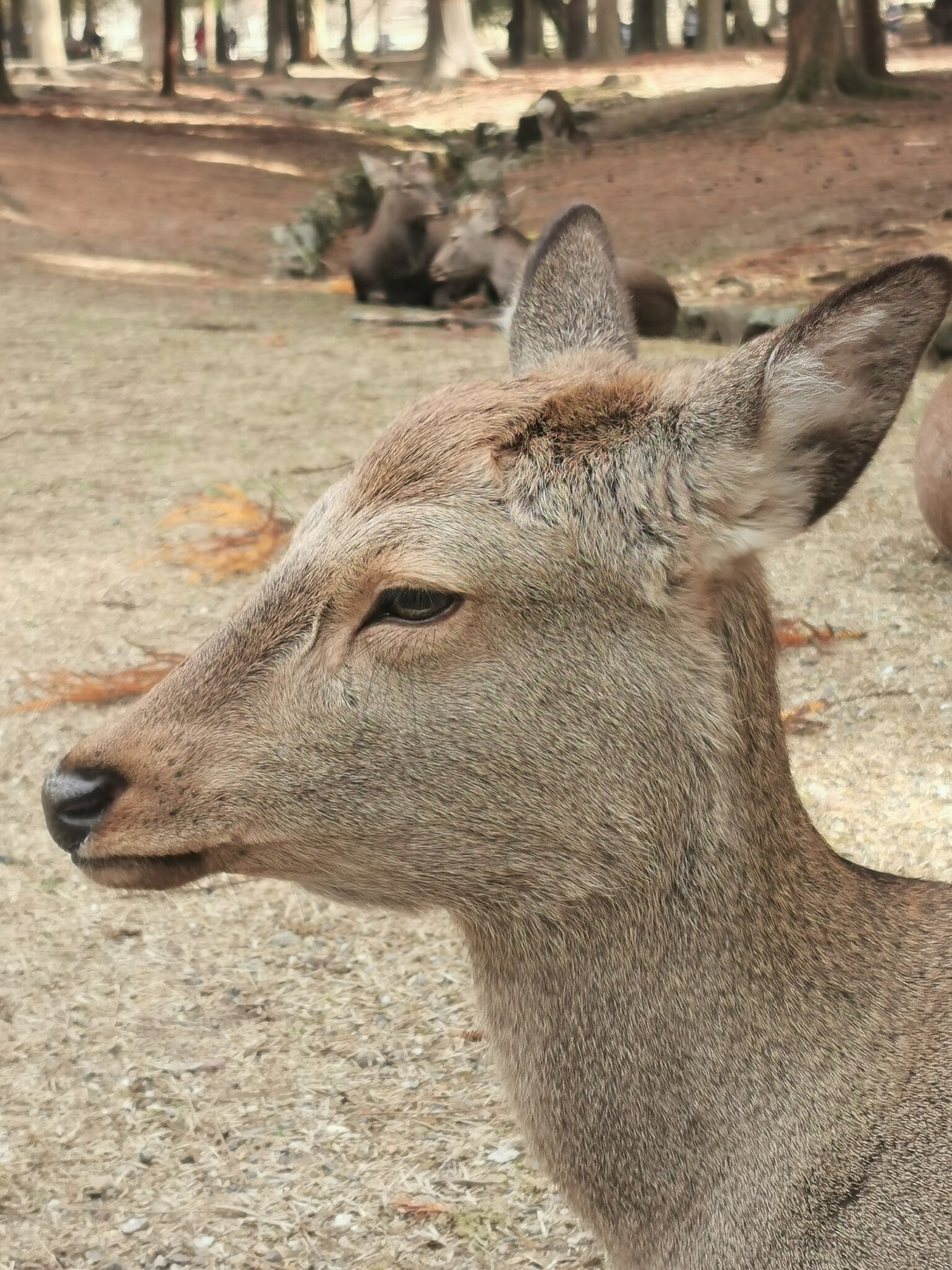 いまだから再評価できる！？名機”iPhone XS”をレビューしてみた！！ - りんご通信