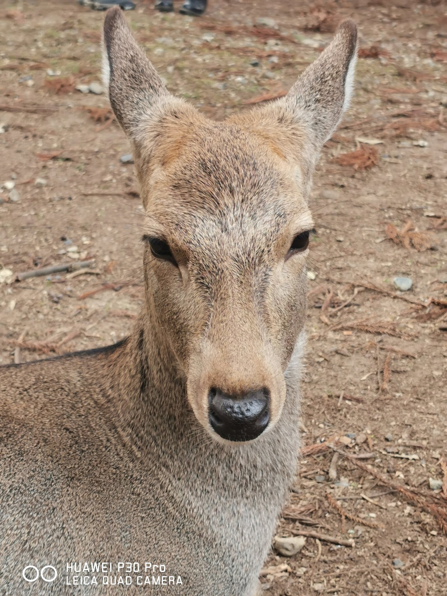 いまだから再評価できる！？名機”iPhone XS”をレビューしてみた！！ - りんご通信